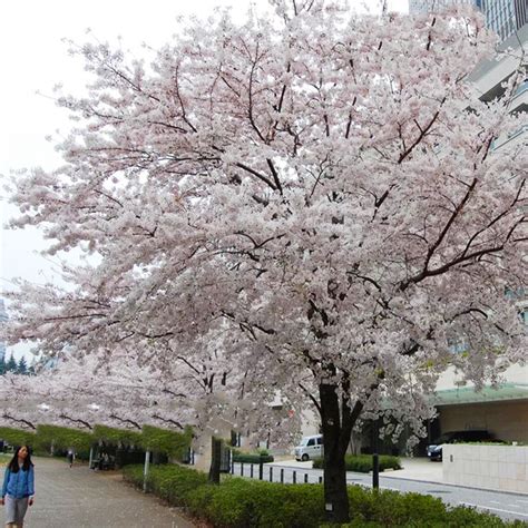 樱花树苗日本樱花高杆染井吉野嫁接早樱晚樱庭院樱花苗绿化工程苗 虎窝淘