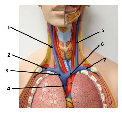 A P Unit Diagram Quizlet