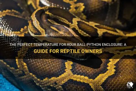 The Perfect Temperature For Your Ball Python Enclosure A Guide For
