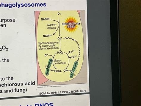 Reactive Oxygen Species And Pentose Phosphate Pathway Flashcards Quizlet