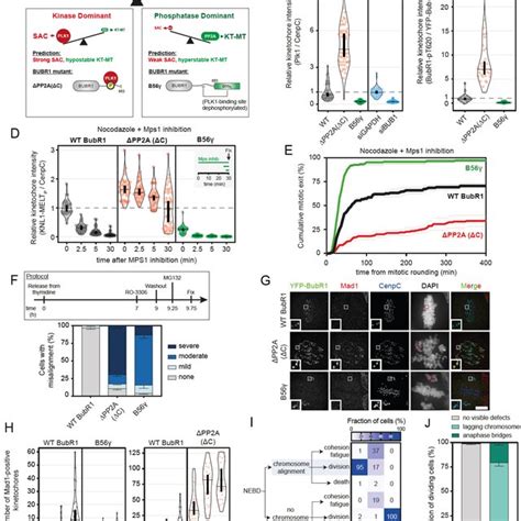 Schematic To Illustrate How Kinase Phosphatase Coupling On The Bub Download Scientific Diagram