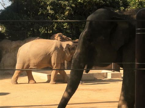 『上野動物園 3 東園 アジアゾウ 寝姿も見せ 身体清掃は竹ボウキで』上野・御徒町東京の旅行記・ブログ By マキタン2さん【フォートラベル】