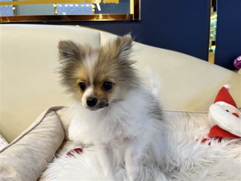 포메라니안 초코 폼스키크기 폼치크기 폼피츠크기 푸숑크기 노르웨이숲크기 데본렉스크기 뱅갈크기 샴크기 셀커크렉스크기 스핑크스크기 아메리칸숏헤어크기 아메리칸컬크기 아비시니안크기