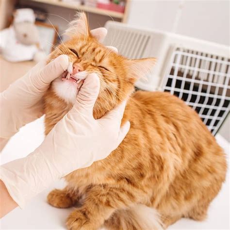 Pet Dental Care In Needham Ma 02492 Chestnut Street Animal Hospital