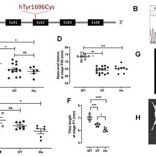 Skeletal Abnormalities In Fbn1 Y1698C Mutant Mice A The Targeted