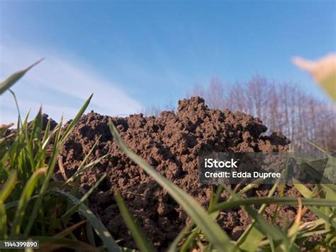 독일의 이스트 웨스트 팔 리아에서 1 월과 2 월에 조 경 꽃 나무와 주변 환경 0명에 대한 스톡 사진 및 기타 이미지 0명 1월 2월 Istock