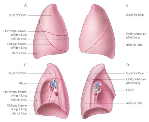 Hilum Of Lung