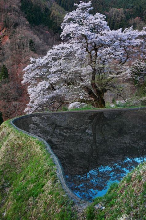 間際 GANREF