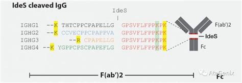 Idesprotease：特异性切割igg，一个挑剔的工具酶 知乎