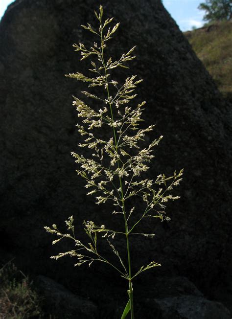 Agrostis gigantea - Изображение особи - Плантариум