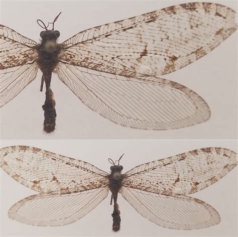 Species New To Science [entomology • 2022] Rediscovery Of Polystoechotes Punctata Fabricius