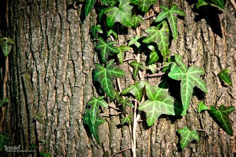 Природа великого міста | Herbs