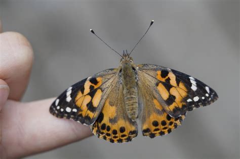 Plain Language Summary Improving Public Engagement In Pollinator Conservation Relational Thinking