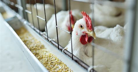Racgp Could Bird Flu Start A Human Pandemic