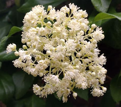 Hydrangea Barbara Trees And Shrubs Online