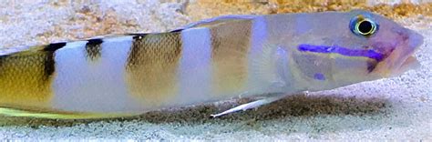 Goby Ultimate Reef
