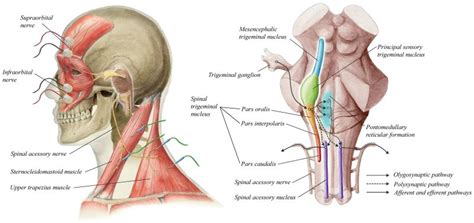 [trigemino Cervical Reflex Responses Measured Under General Anesthesia