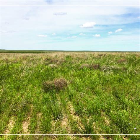 By Seeding Native Grasses And Forbs Apr Has Begun Restoring Grassland