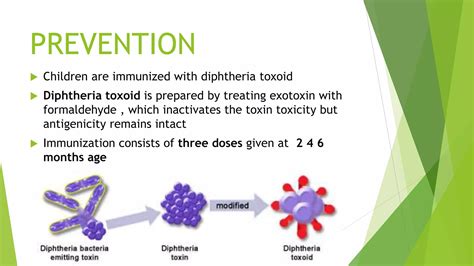 Gram Positive Rods Non Spore Forming Pptx