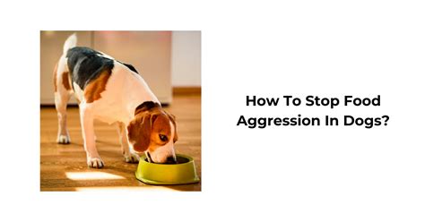 How To Stop Food Aggression In Dogs Effective Ways To Manage Waggle