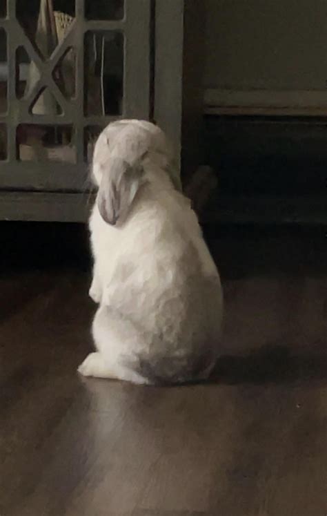 My Rabbit Milo R Rabbits