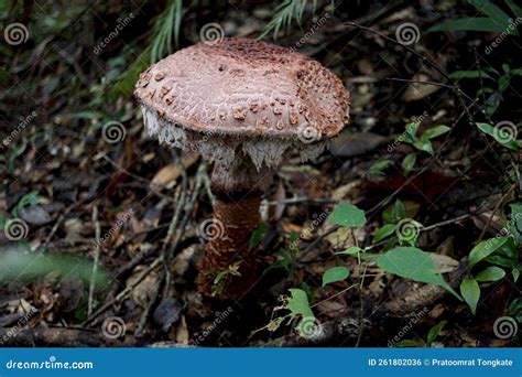 Brown Giant Umbrella Mushroom Growing In Rainforest On Rainy Season