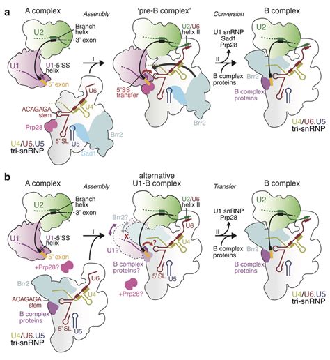 Prespliceosome Structure Provides Insights Into Spliceosome Assembly