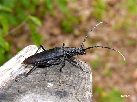 Cerambyx Cerdo Linnaeus 1758 Grand Capricorne Le Description