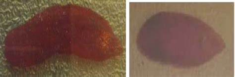 B Fasciola Gigantica After Stained With Aceto Alum Carmine Stain