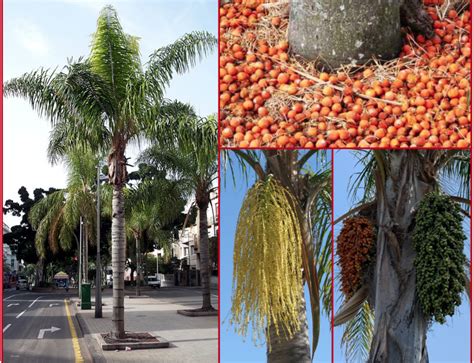 3 Types Of Tree Root Systems A Plus Tree