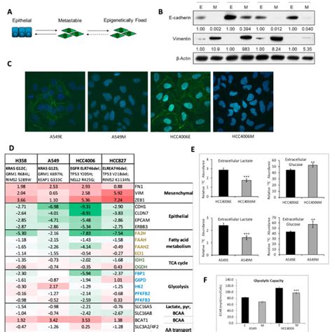 mouse nrf2 − − promotes a mesenchymal phenotype in primary lung