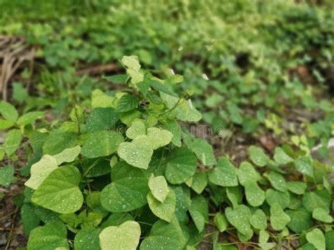 Wild Climbing Or Twining Vine Weed In The Plantation Stock Image