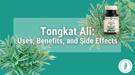 Tongkat Ali Uses Benefits And Side Effects Snow Holistic Health