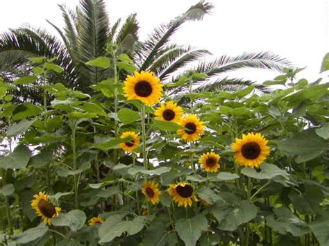 合切袋 花いちもんめ黄オレンジ色の花4