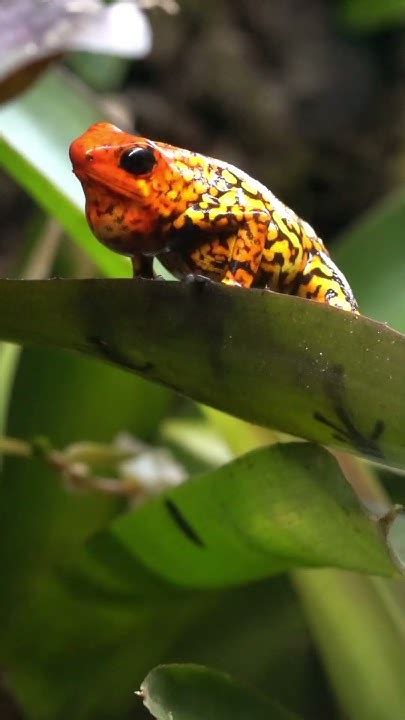 Oophaga Histrionica Small Form Redhead Sfrh Calling Dartfrog Frog