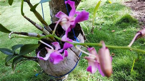 Cara Menanam Bunga Anggrek Dengan Sabut Kelapa Dan Perawatannya