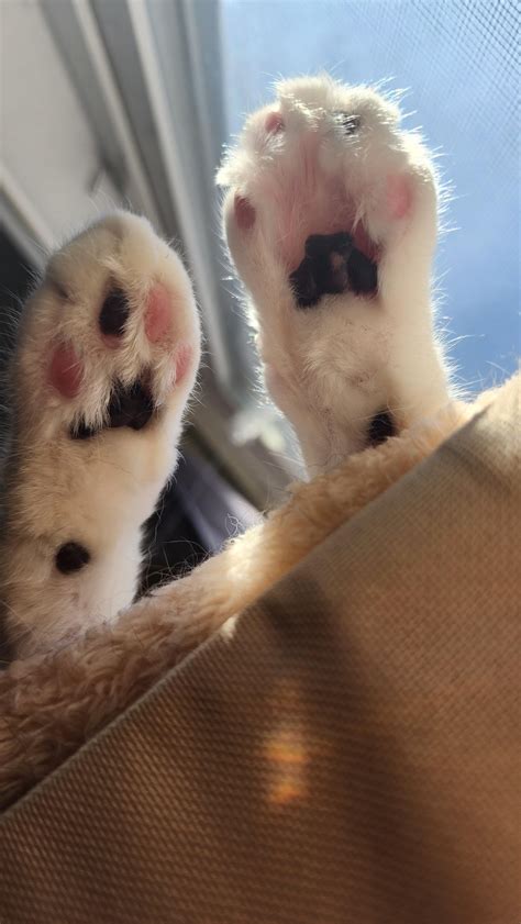 Assorted Beans Rtoebeans