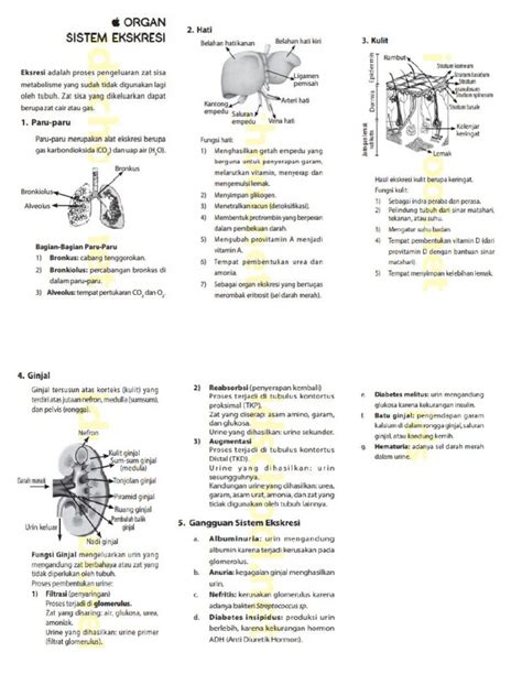 Latihan Soal Sistem Ekskresi Pada Manusia | PDF