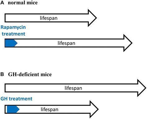 Rapamycin Treatment Early In Life Reprograms Aging Hyperfunction