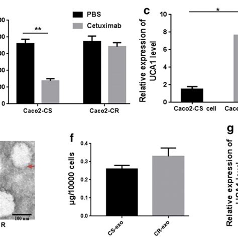 Levels Of Uca1 In Cetuximab Resistant And Cetuximab Sensitive Cells And