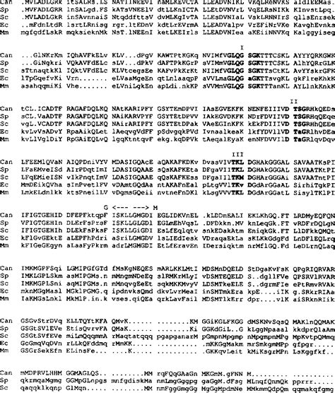 Figure 3 From A Mycoplasma Protein Homologous To Mammalian Srp54