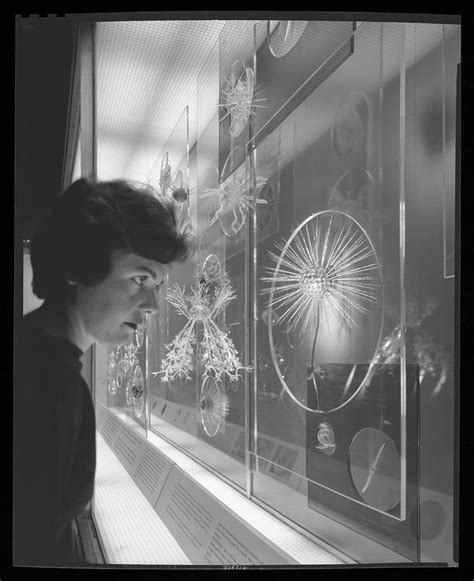 Microbial Glass Models Amnh Single Celled Organisms Ocean Habitat