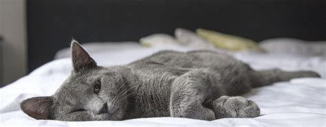 Cats Photos Videos Advice Product Reviews — Pussycat Friends
