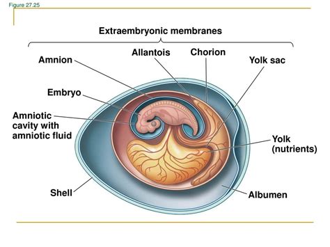 Animal Evolution Vertebrates Ppt Download