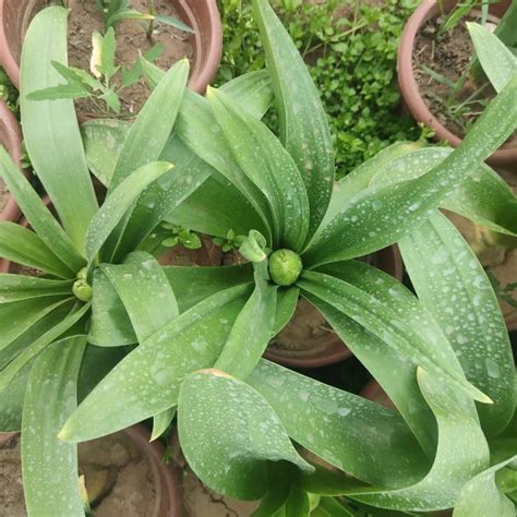 大花葱苗 最新大花葱盆栽 图片 价格 种球 紫红色 花境植物基地 绿宝园林网