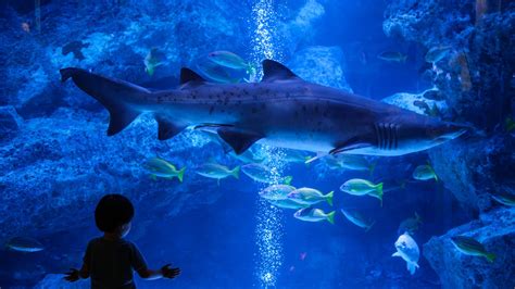 2ページ目東京スカイツリーにあるすみだ水族館ペンギンの巨大な水槽を中心に置いた都市型水族館水槽の隣にはカフェも シュールブルー