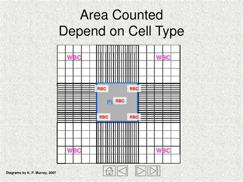Ppt Hemacytometer And Manual Cell Counts Powerpoint Presentation