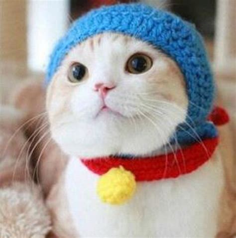 可愛すぎて胸がときめく！被り物をかぶった猫ちゃん写真集 Corobuzz