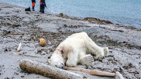 Matan A Oso Polar Por Atacar A Guardia De Crucero