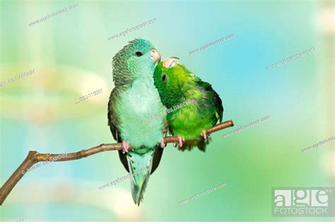 Two Barred Parakeets Lineolated Parakeets One Fondling The Other